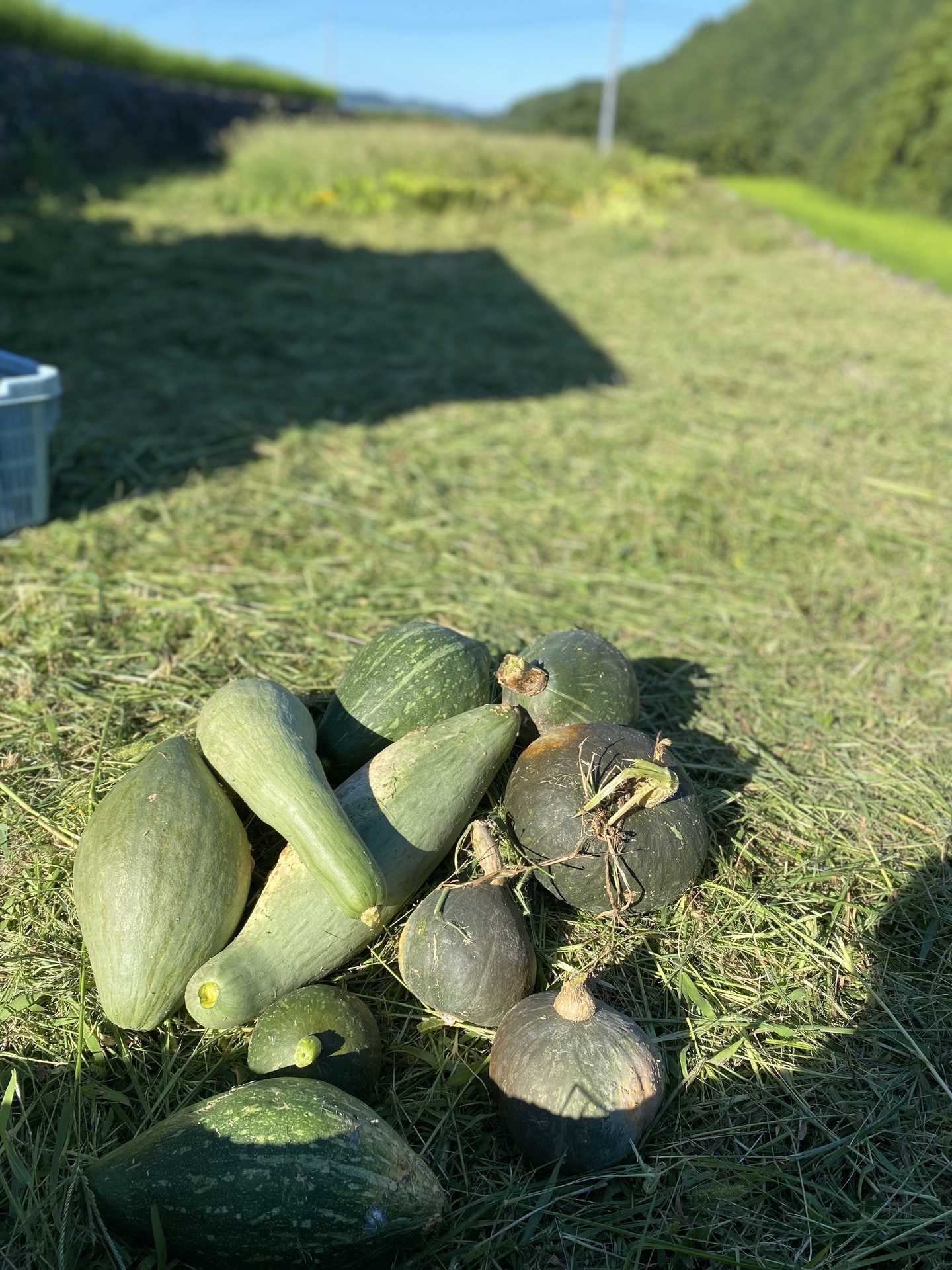 早朝農活: 高知のモノ・コト・ヒトカタログ