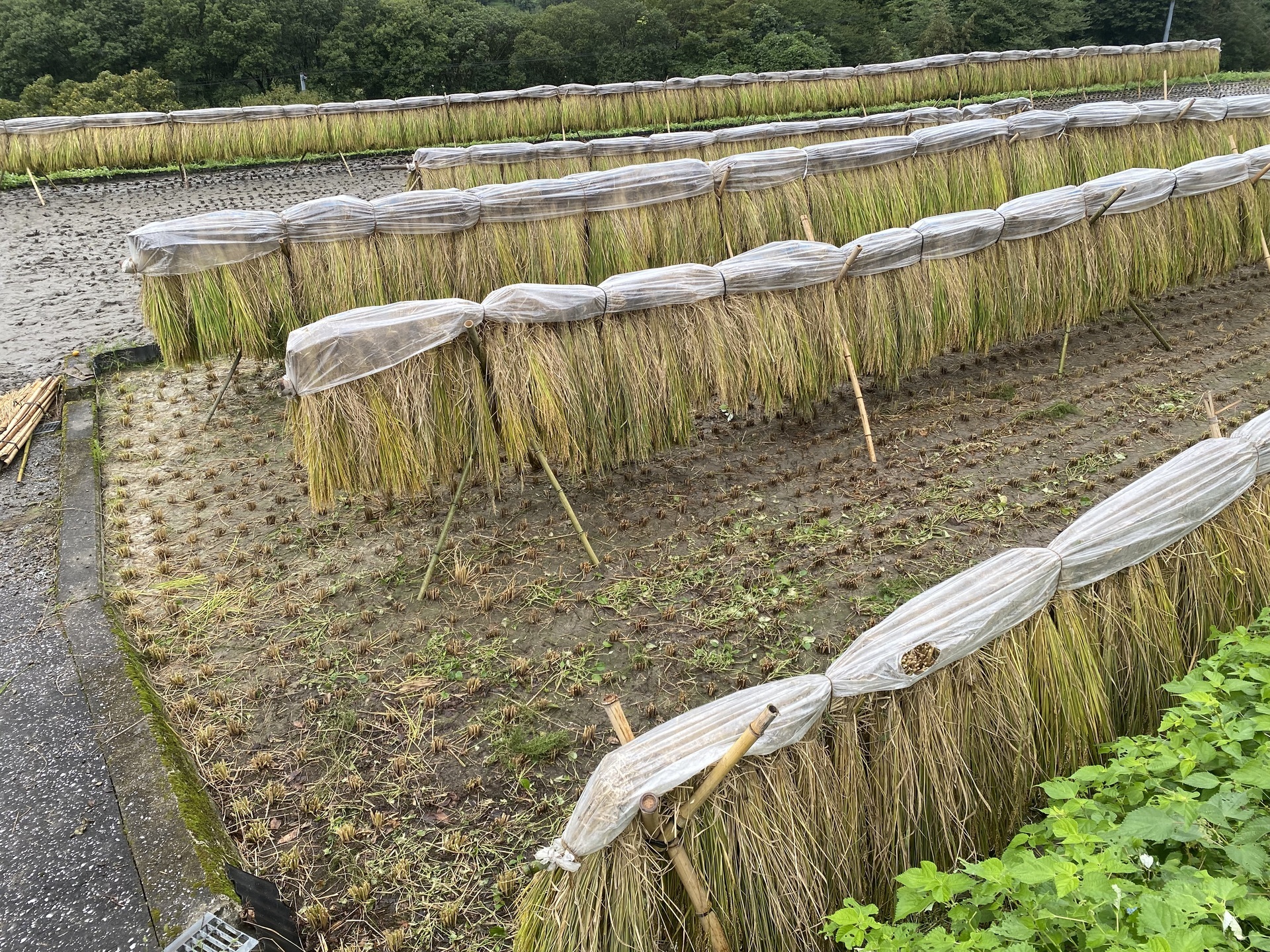 稲刈り2025～ハゼ掛け～: 高知のモノ・コト・ヒトカタログ