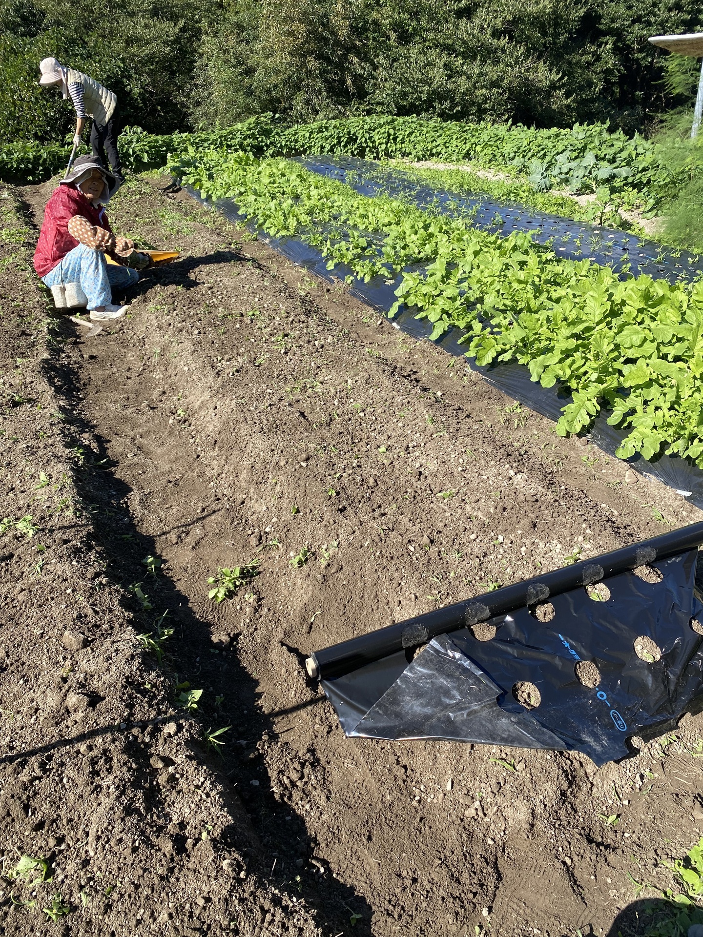 実家でフル肉体労働、けんど癒された一日のこと: 高知のモノ・コト・ヒトカタログ